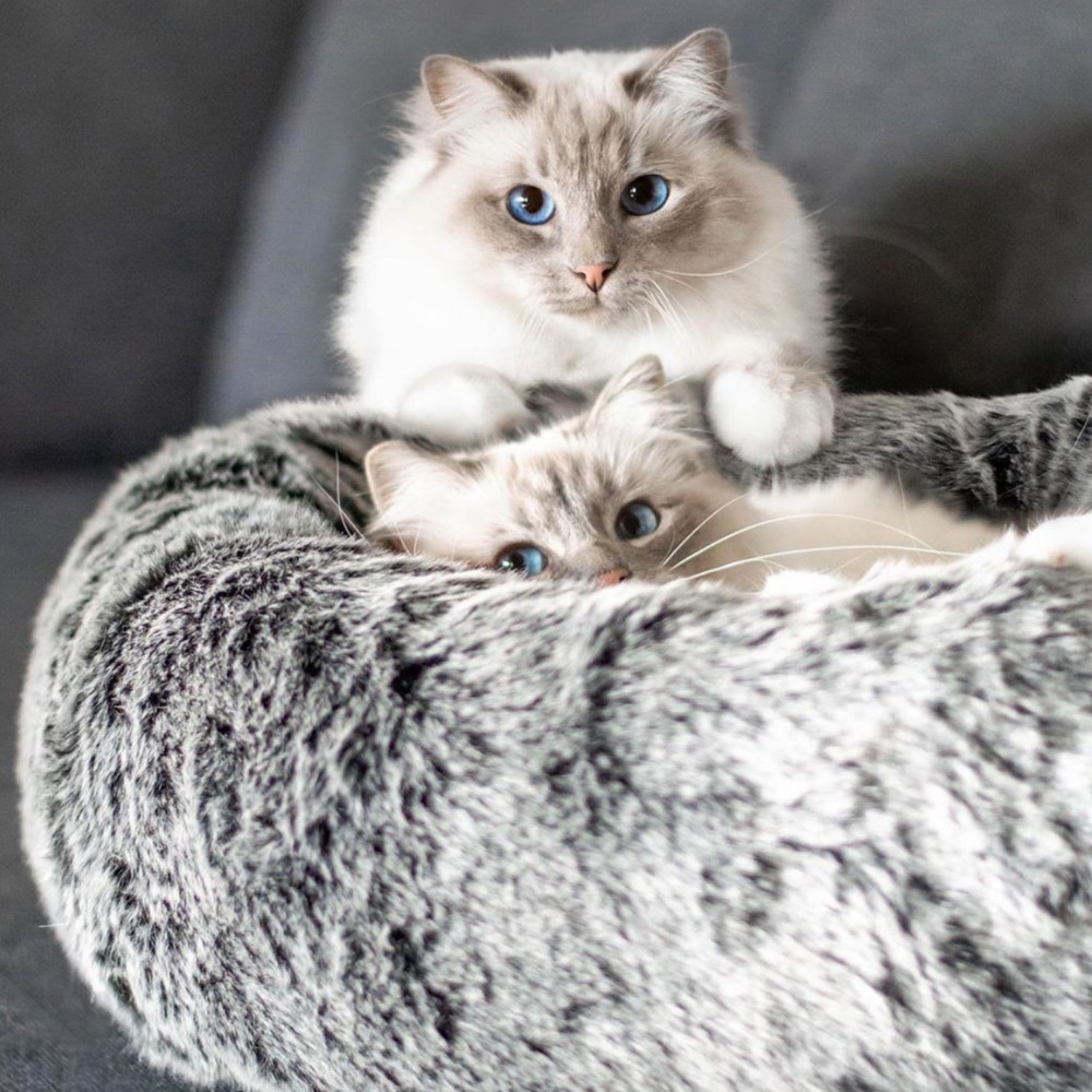 Coussin apaisant chat à poil mi-long gris, MiaCara Lana - Bagane